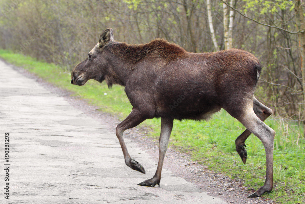 Single female Moose - Eurasian Elk - crossing a forest road near a ...