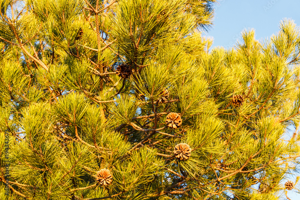 Pinus nigra. Ramas con piñas de pino salgareño. Stock Photo | Adobe Stock