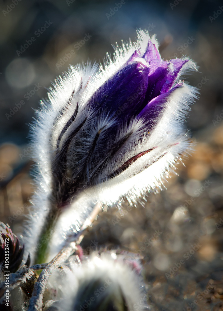 flower is also called urgulka. It grows wild and its flowering is one ...