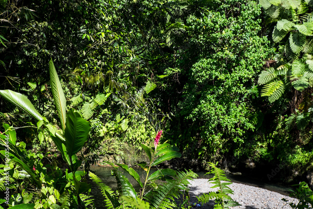 Lush green tropical foliage and plants at Togitogiga Waterfall on Upolu ...