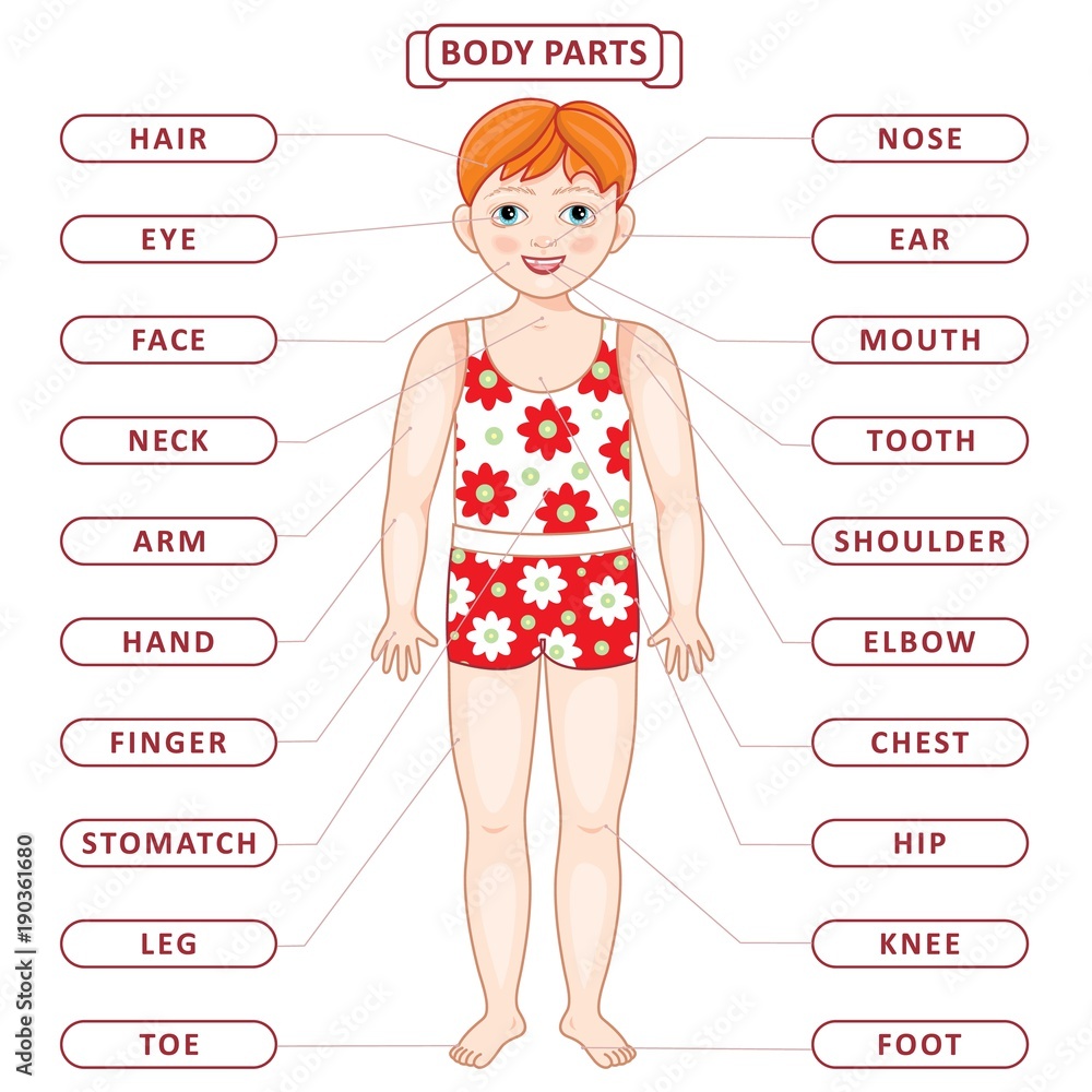 Vector flat redhead boy body part vocabulary. Children education ...