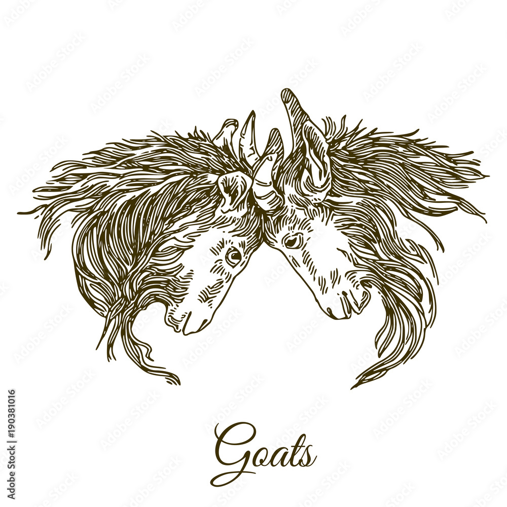 Farm animal goat. Two goats butt. Engraving style. Vector illustration ...