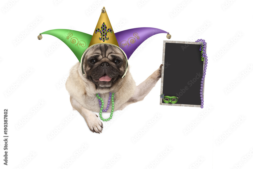 Mardi gras pug puppy dog with carnival jester hat, venetian mask and ...