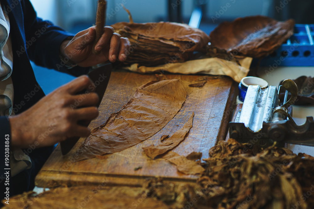 Fotografia do Stock: Process of making traditional cigars from tobacco ...