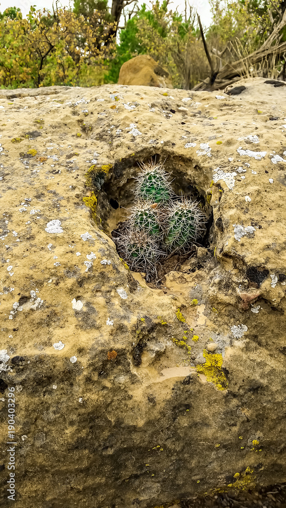 Small cluster of hedgehog cactus (Echinocereus engelmannii) growing ...
