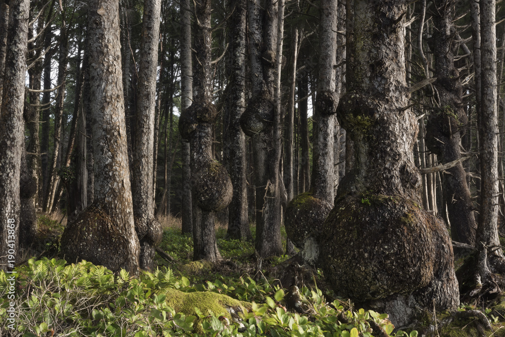 Sitka Spruce Burl Forest, Kalaloch, WA, Olympic National Park Stock ...