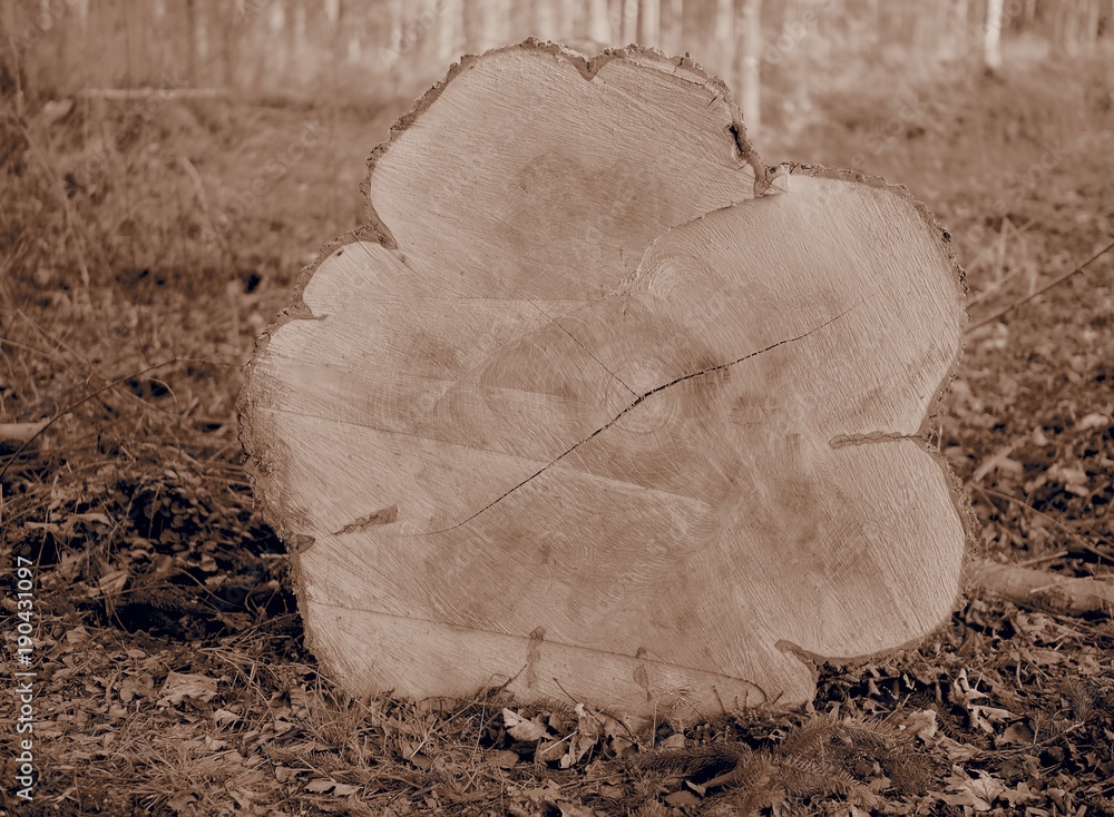 Sepia - riesiger Eschenbaum mit hohem Lebensalter Stock Photo | Adobe Stock