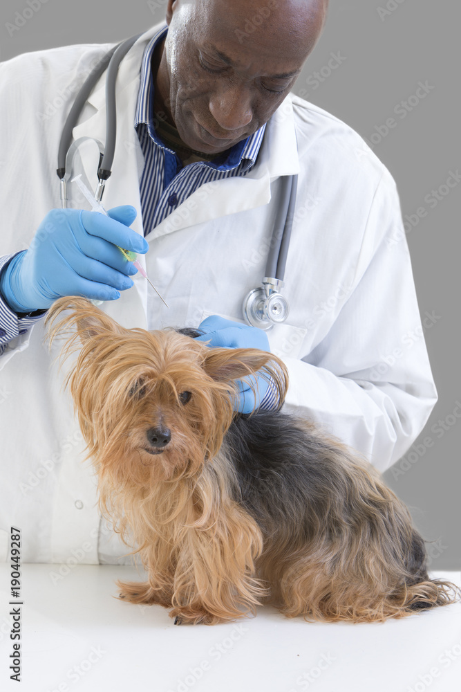 Vet giving an injection to a Yorkshire terrier in front of white a ...