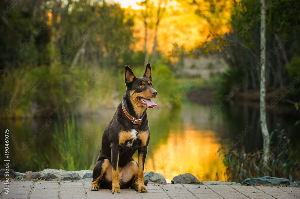 Australian Kelpie sitting by nature pond Stock Photo | Adobe Stock