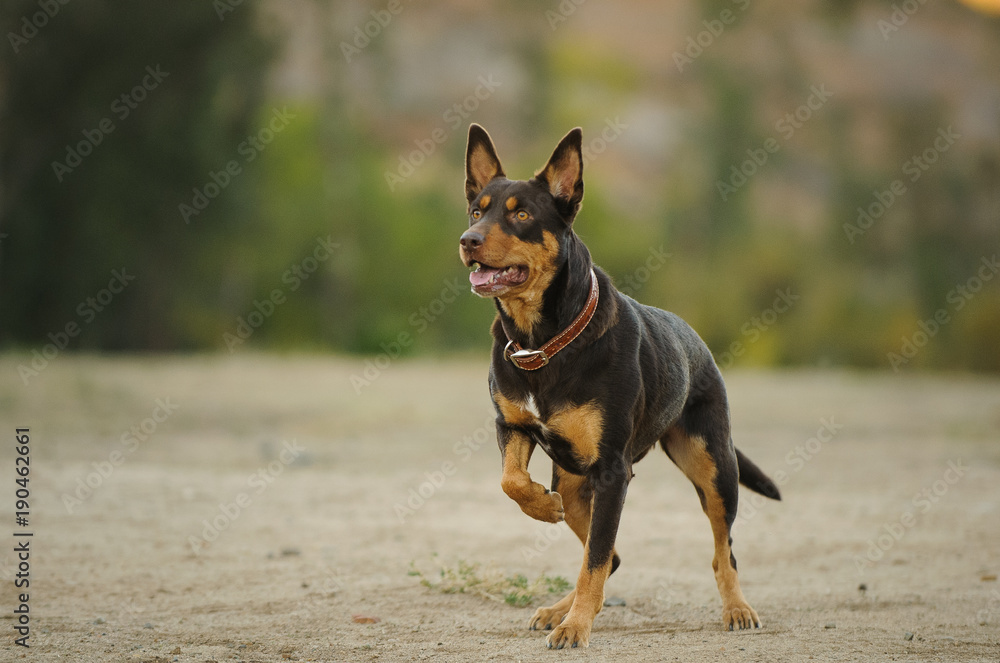 Australian Kelpie Dogs