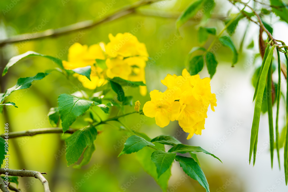 Tecoma stans (Yellow bell, Yellow elder, Trumpetbush, Trumpetflower ...