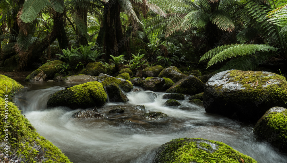 Rainforest stream swirls water between moss covered rocks and ...