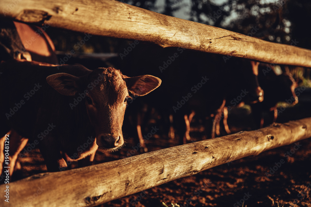 Cow sticks head through fence Stock Photo | Adobe Stock