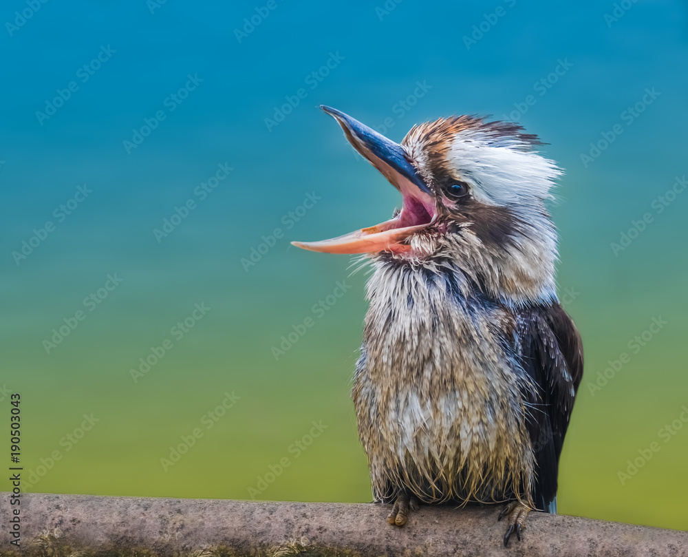 Kooka Bird