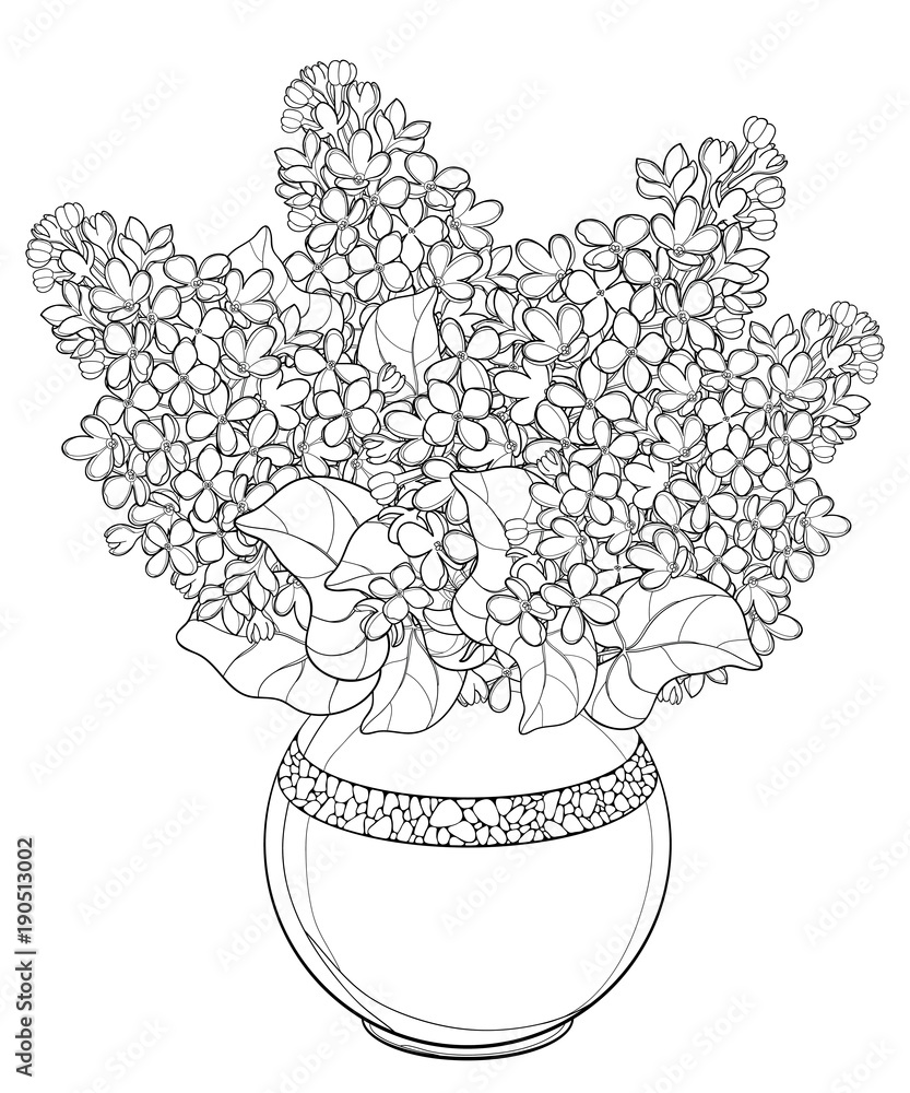 Vector bouquet with outline Lilac or Syringa flower, bud and ornate ...
