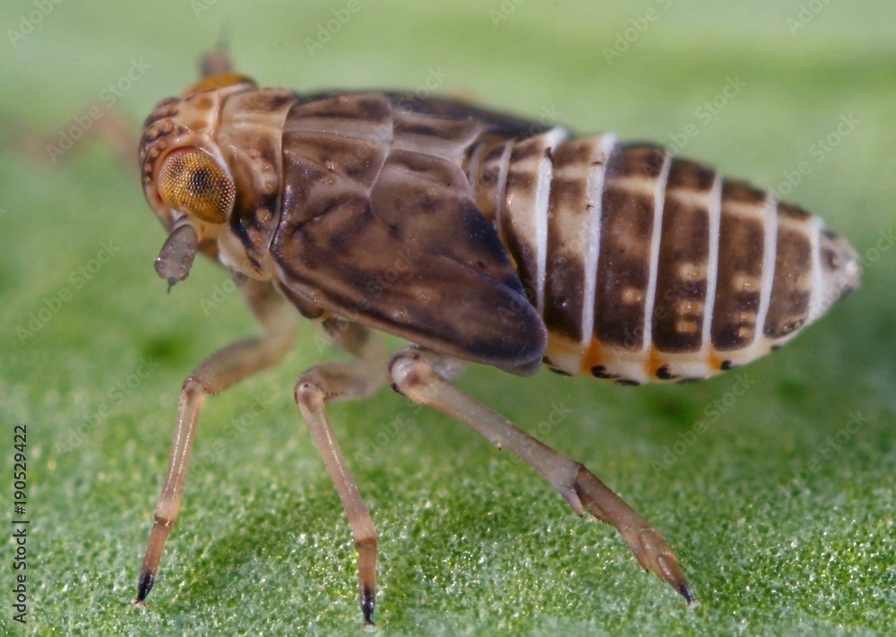 The nymph, larva of planthopper from the family Delphacidae on leaf of ...
