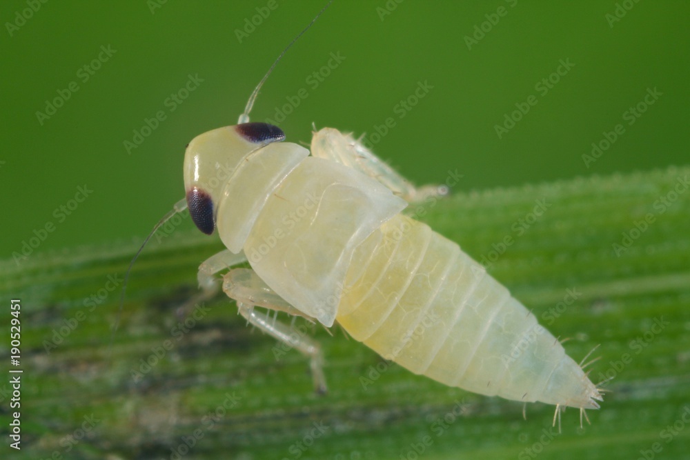 Cicadellidae