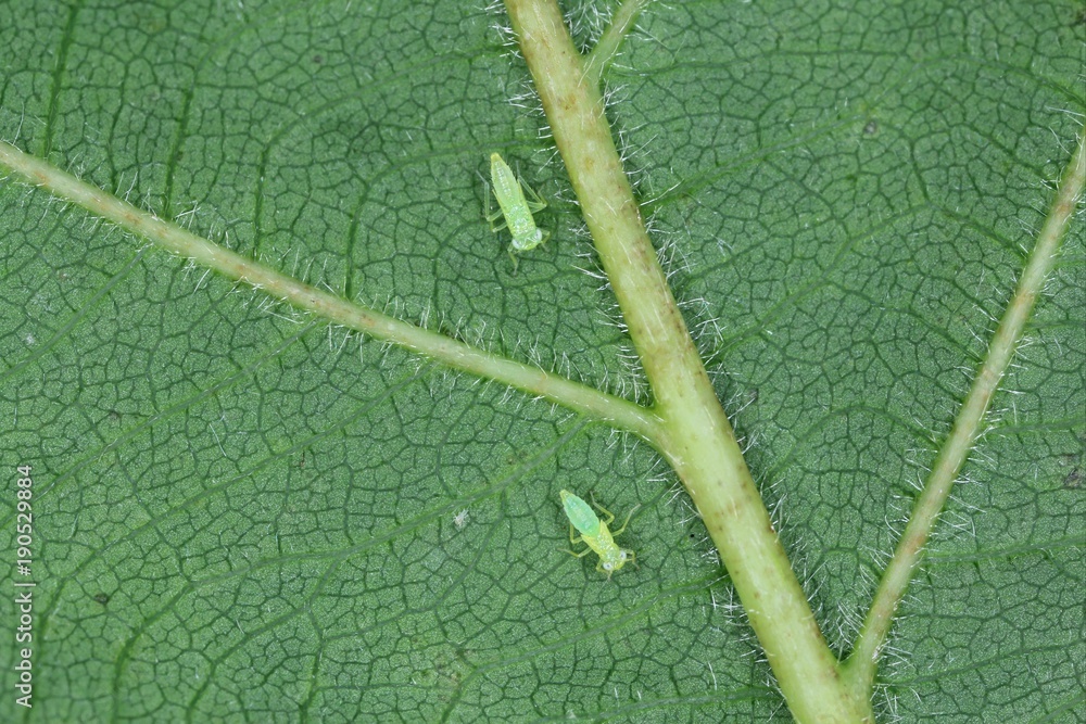 The nymph, larva of Empoasca vitis from the family Cicadellidae on leaf ...
