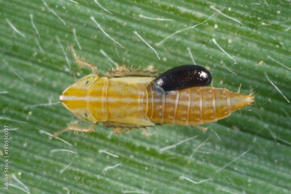 Larva, nymph of Arthaldeus leafhopper from the family Cicadellidae on a ...