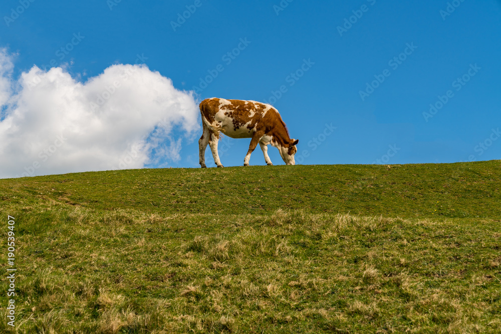 'The farting cow' - A cow & a cloud Stock Photo | Adobe Stock