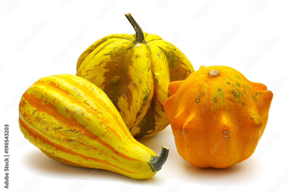 coloquintes, cucurbitacées Photos | Adobe Stock