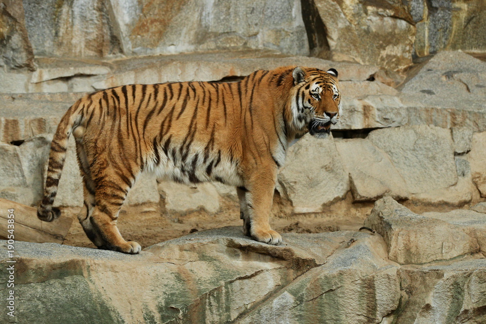 Panthera Tigris Corbetti