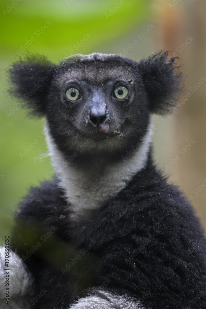 Indri