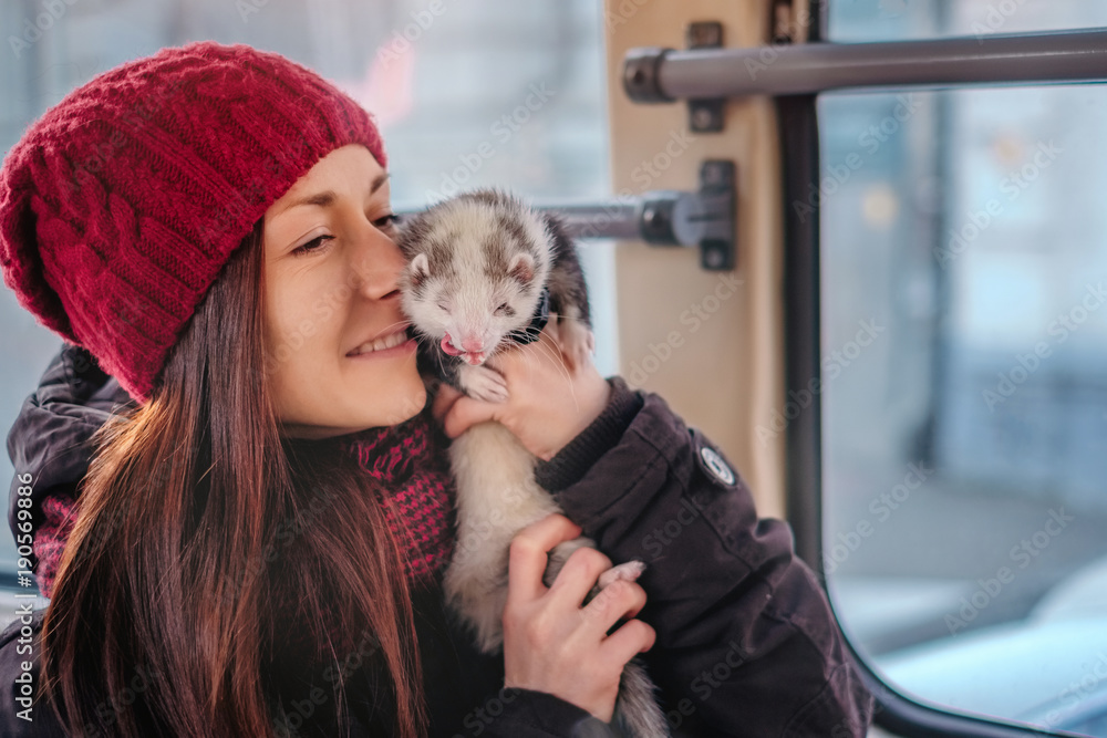 Pet ferret taking a ride on city tram Stock Photo | Adobe Stock