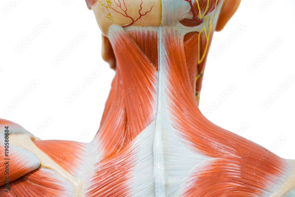 Human neck muscle anatomy Stock Photo | Adobe Stock