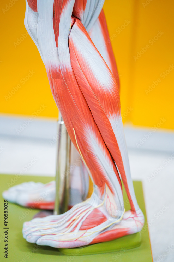 Human calf muscle anatomy Stock Photo | Adobe Stock