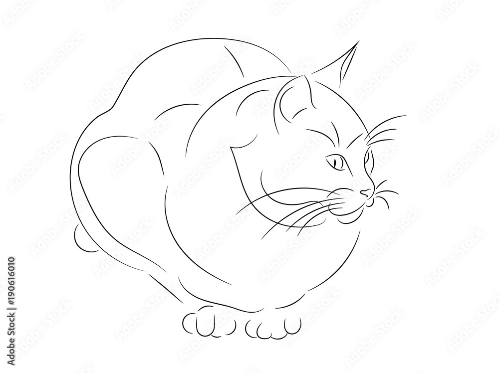 Cat Front View Drawing