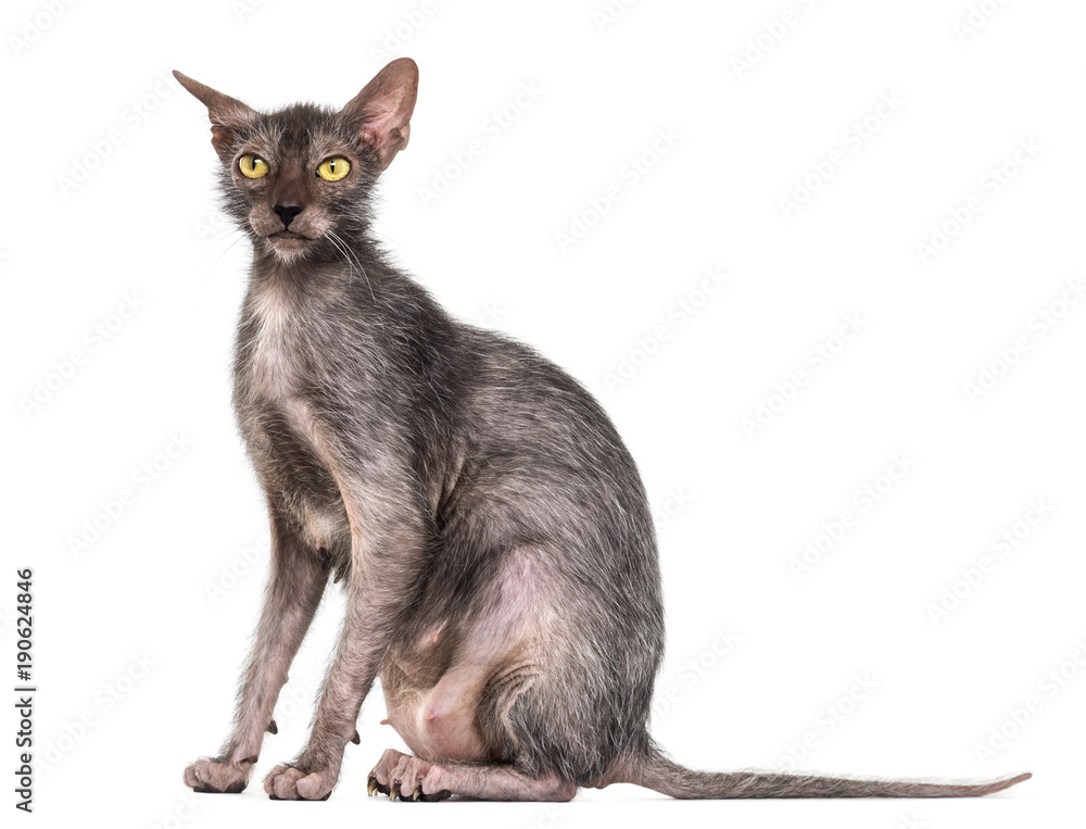 Lykoi cat, also called the Werewolf cat against white background Stock ...
