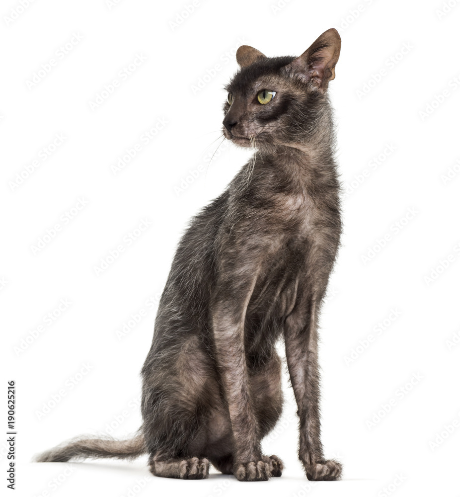 Lykoi cat, also called the Werewolf cat against white background Stock ...