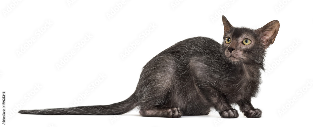Lykoi cat, also called the Werewolf cat against white background Stock ...