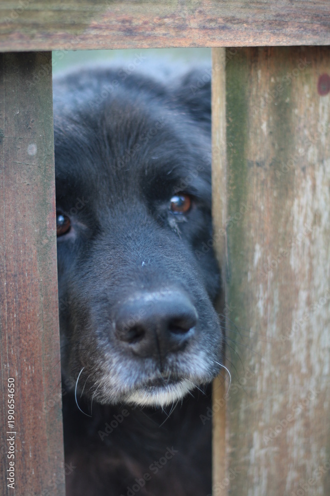Sad black dog face between bars. Animal abuse background, wallpaper ...