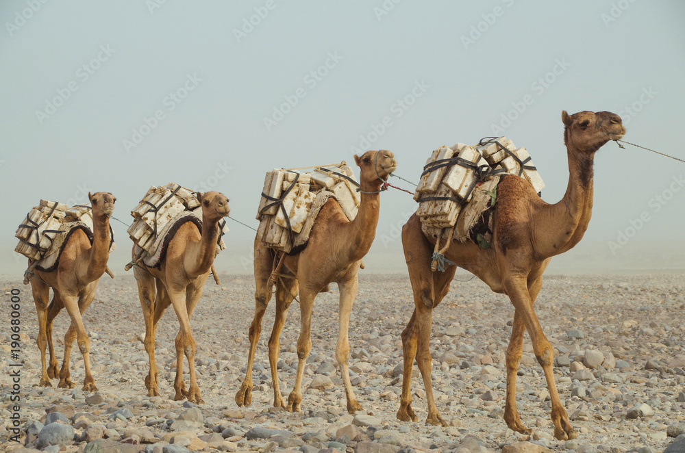 Ancient Salt Trade Africa