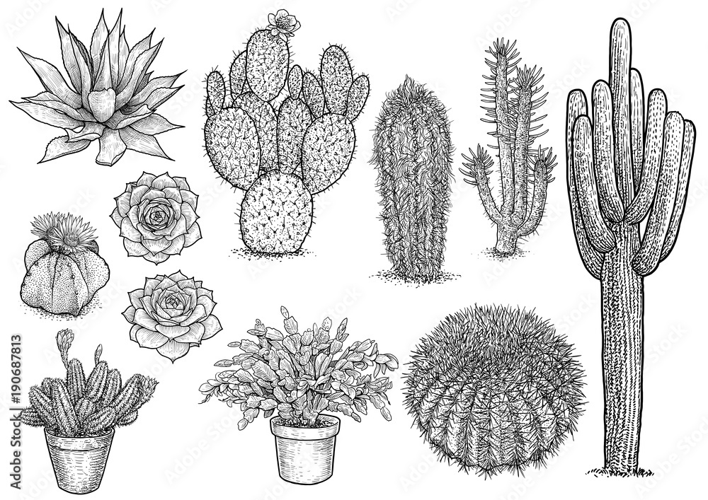 cactus nad succulent illustration, drawing, engraving, ink, line art ...