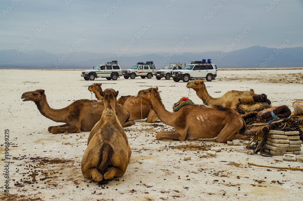 Ancient Caravans Trading