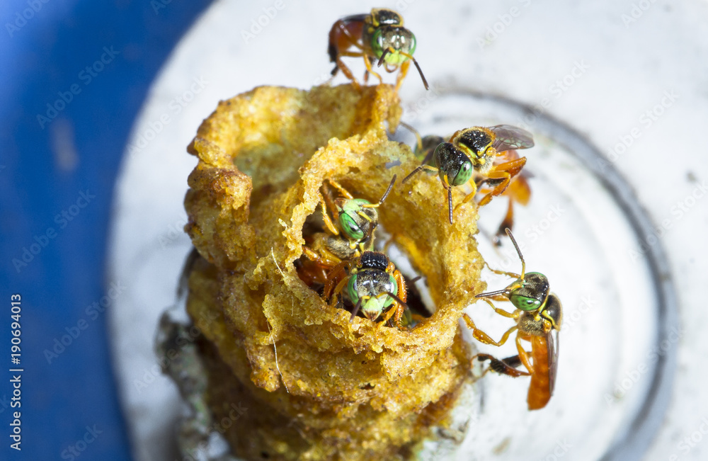 A colony of stingless bees (family Apidae, tribe Meliponini) makes a ...