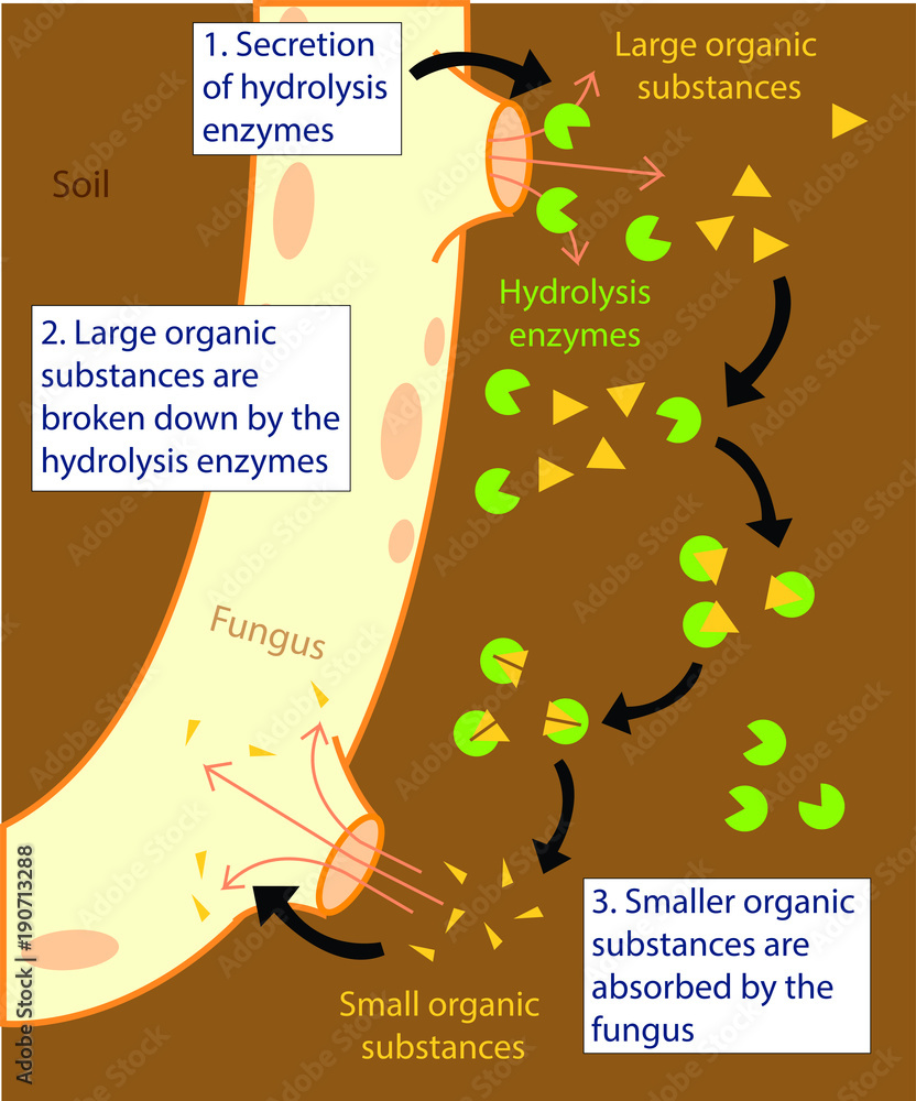 Vector illustration of the absorption of nutrients by fungi. Colourful ...