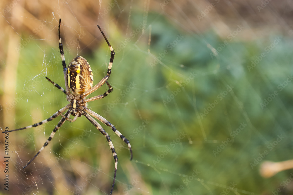 Argiope bruennichi. The tiger spider, also known as wasp spider or ...