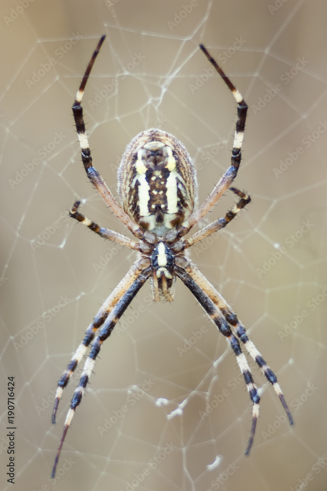 Argiope bruennichi. The tiger spider, also known as wasp spider or ...