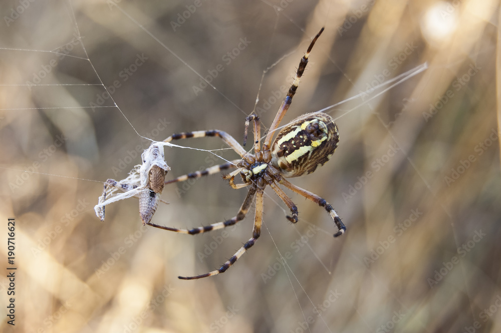 Argiope bruennichi. The tiger spider, also known as wasp spider or ...