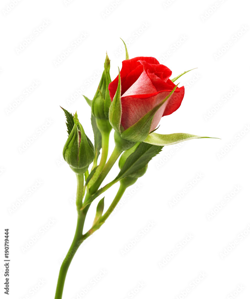 Red rose with leaves and rose buds, Blooming rose isolated on white ...