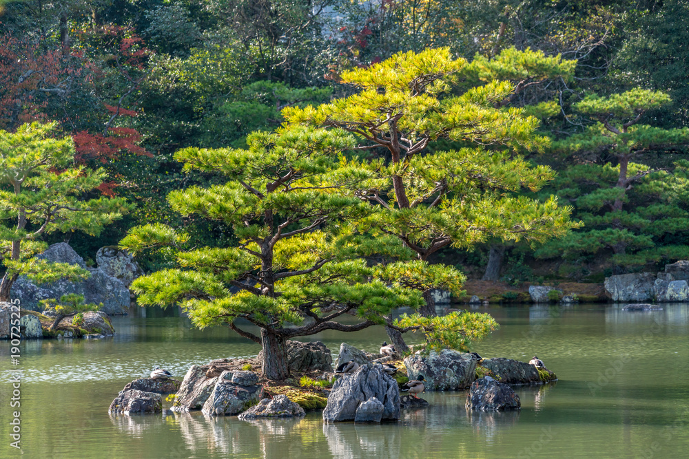 Pinus thunbergii or Japanese black pine (Kuromatsu) On an islet near ...