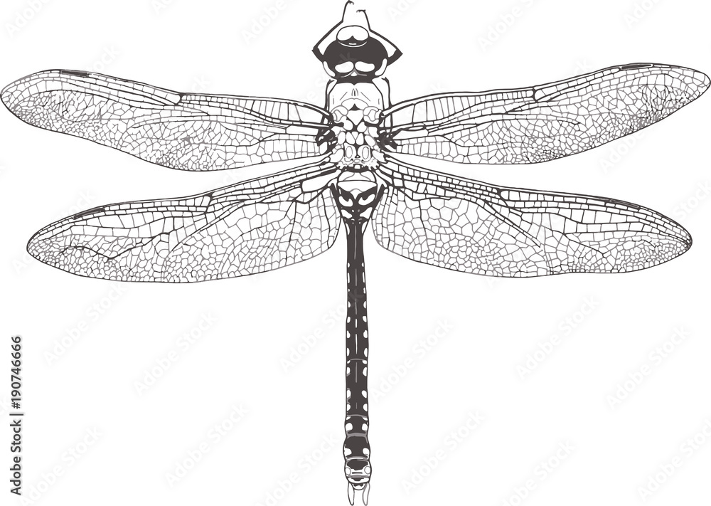 Dragonfly Graphic Realistic Line Ink Drawing Stock Illustration | Adobe ...