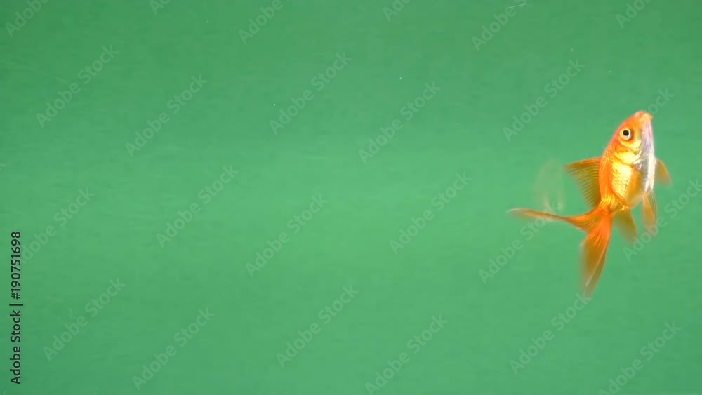 Goldfish swimming slowly from left to right on green screen Stock Video ...