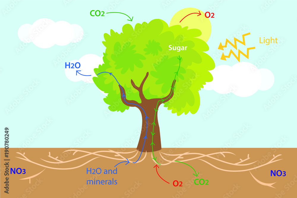 Vector illustration of the structure and numerous processes in trees ...