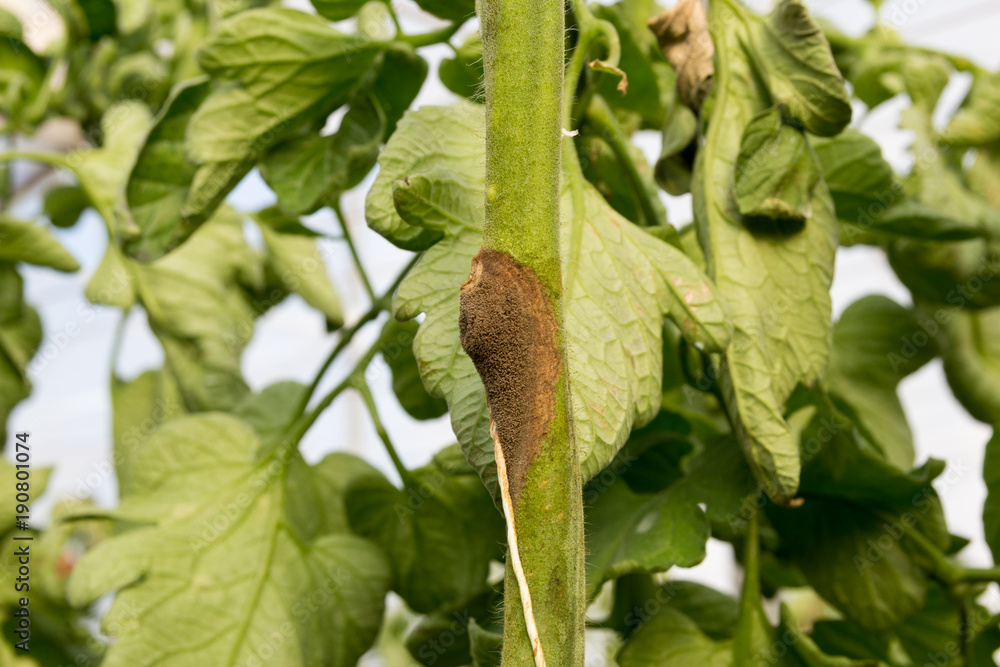 Ataque de botrytis cinérea o moho gris en una herida de poda en tomate ...