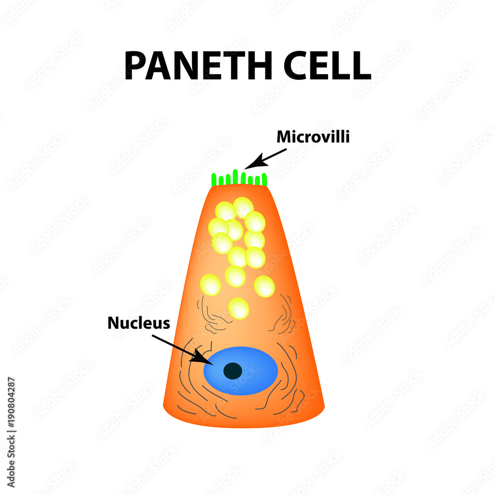 The structure of Paneth cells. Davidoff's cell. fographics. Vector ...